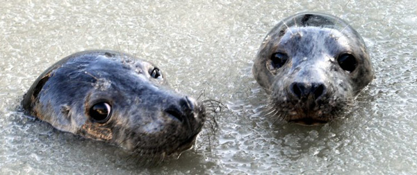 Robben kehren in die Ostsee zurück - Bestand steigt an